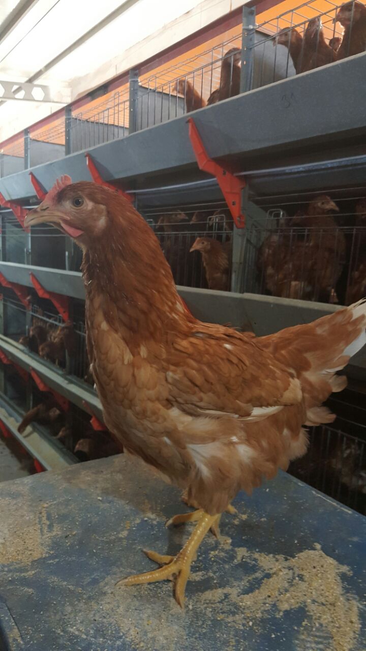 Yarka - - yarka satisi