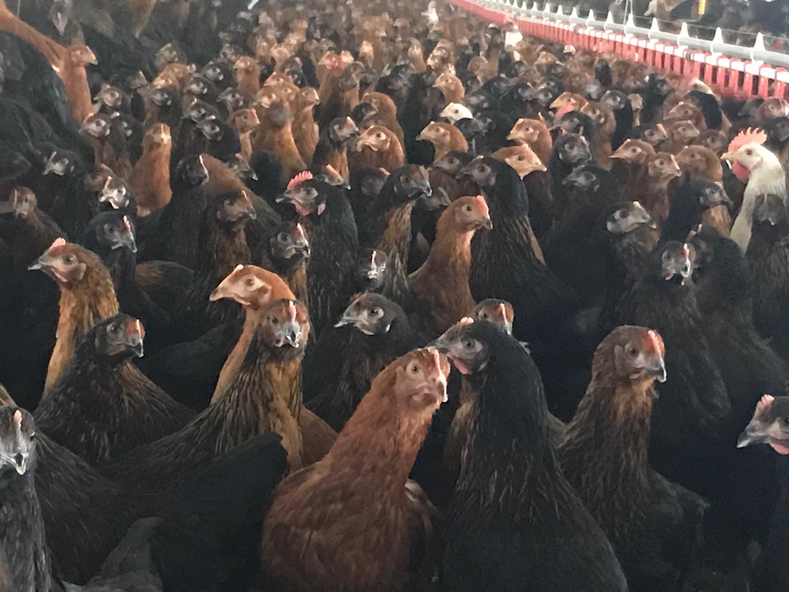 Çetinler Tavukculuk - yarka - yarka tavuk - yarka satisi - yarka satisi