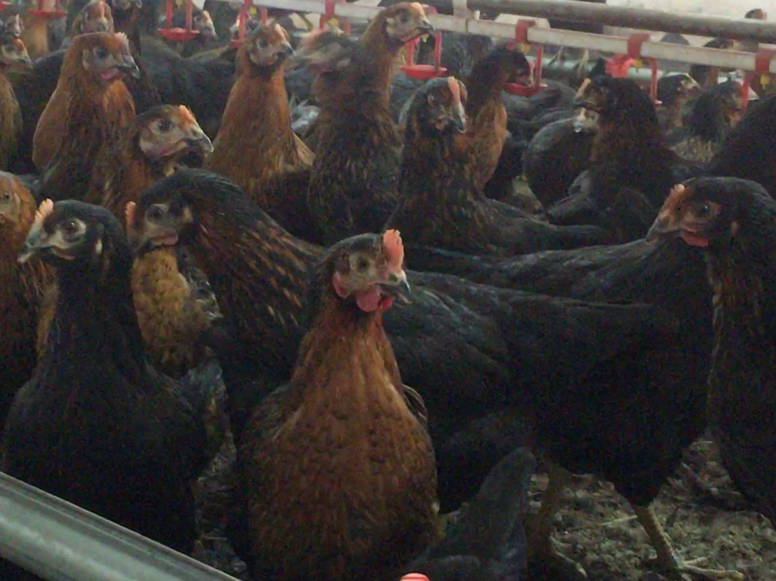 Çetinler Tavukculuk - yarka - yarka tavuk - yarka satisi - yarka satisi