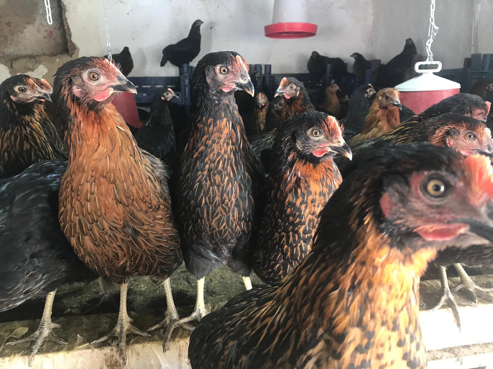 Çetinler Tavukculuk - yarka - yarka tavuk - yarka satisi - yarka satisi