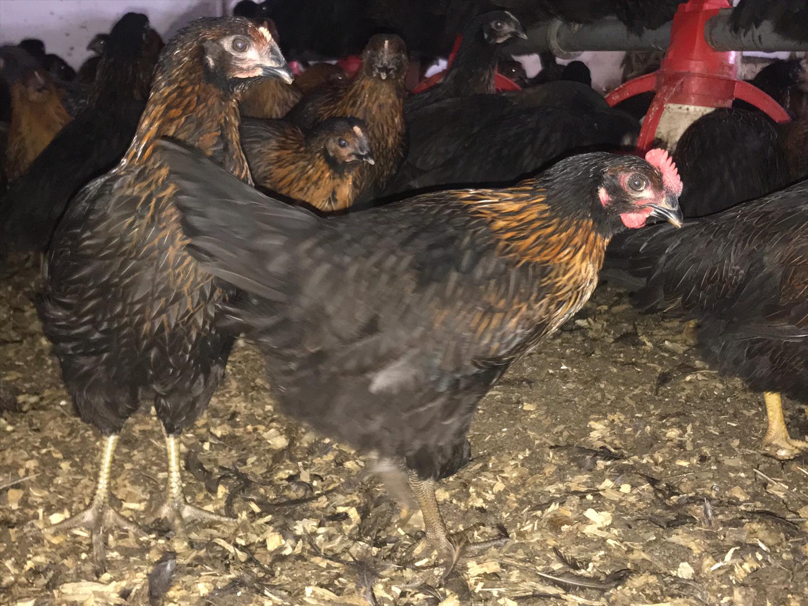 Çetinler Tavukculuk - yarka - yarka tavuk - yarka satisi - yarka satisi